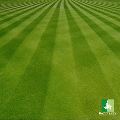 High Performance Lawn & Garden Grass Seed - Elite Quality